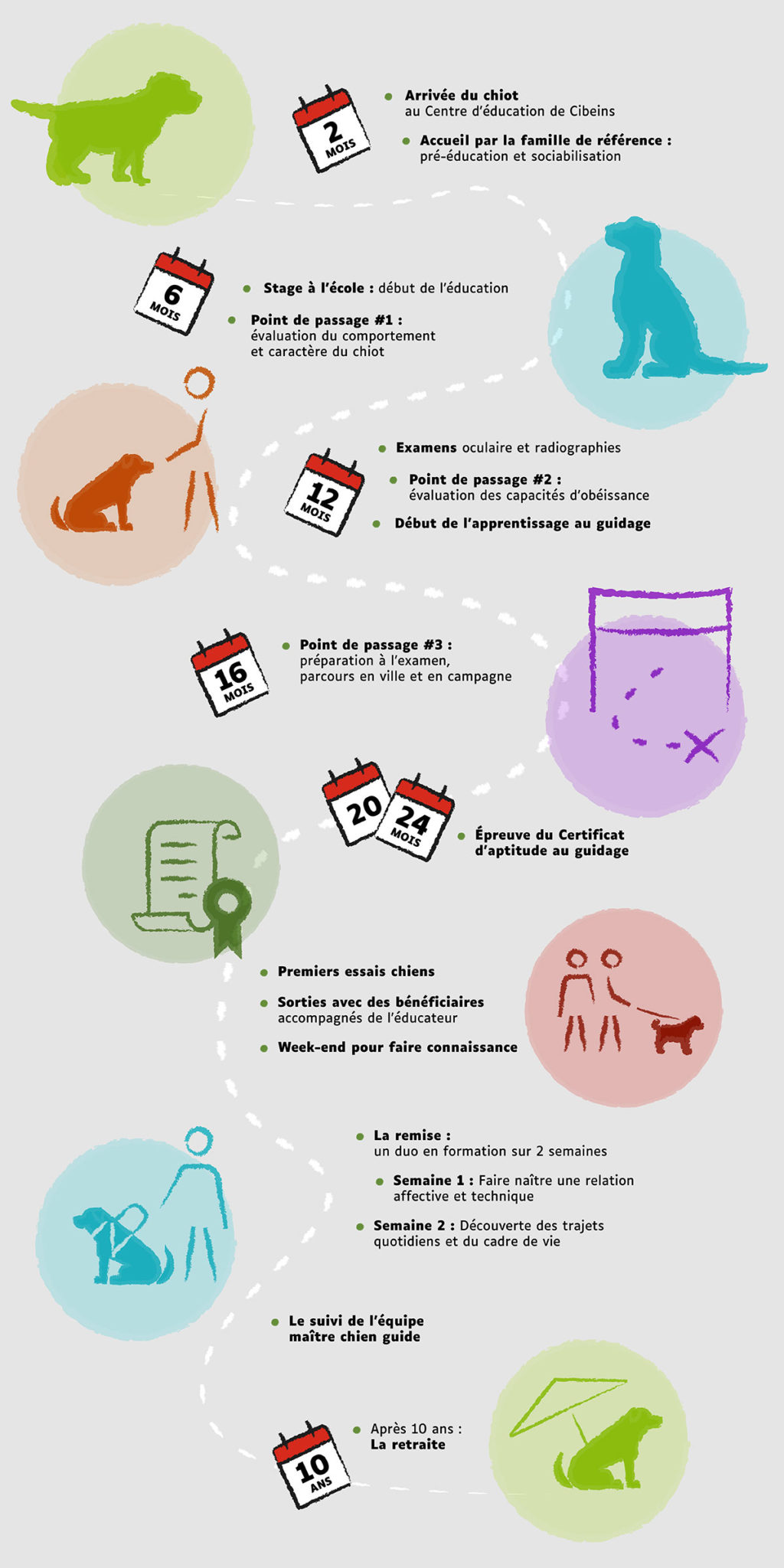Parcours d'un chien guide - Association de chiens guides d'aveugles de ...